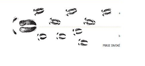 Prase divoké :: Lesní republika